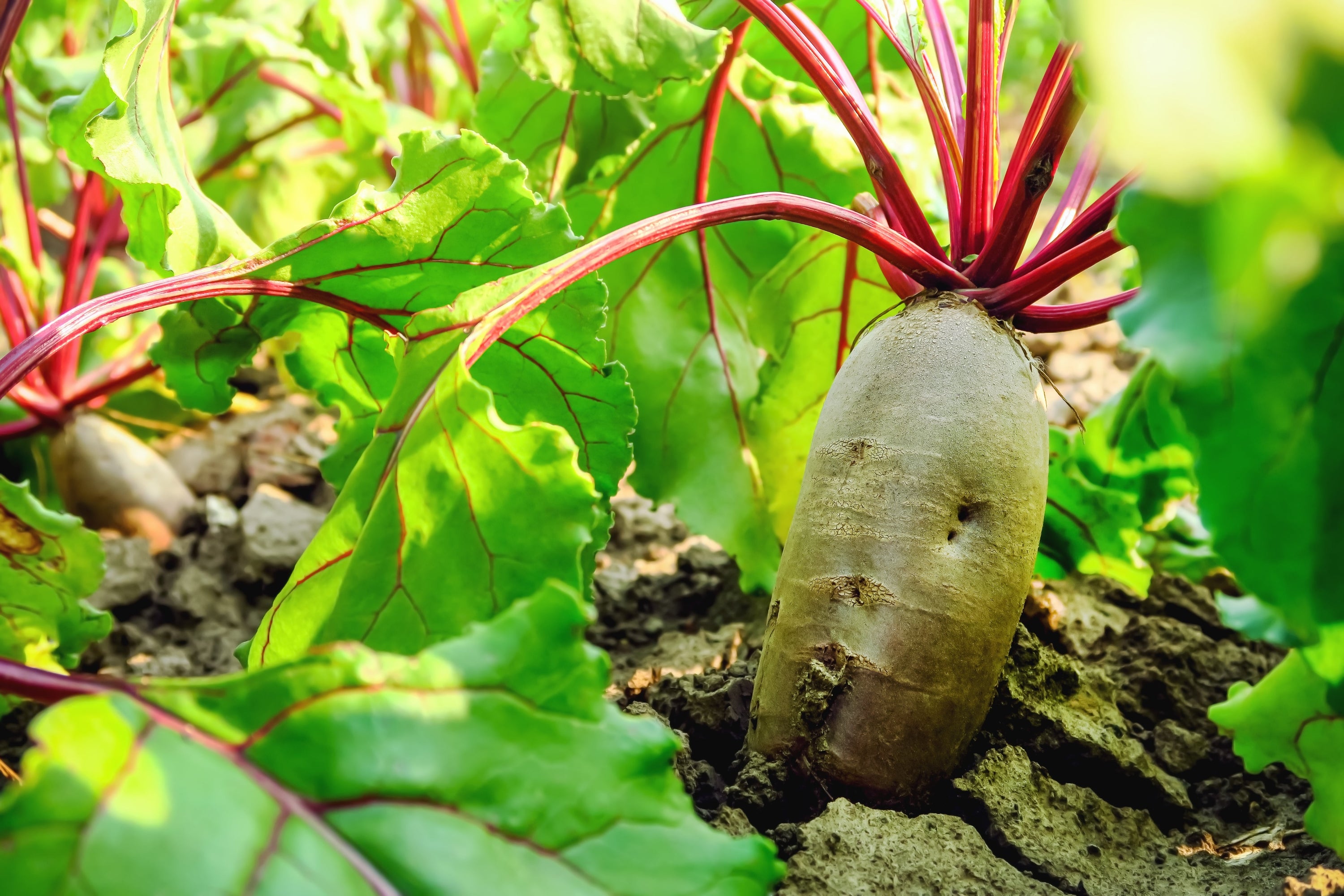 Benefits of Beets: How Can They Boost Your Health? – Earth Harmony Retail